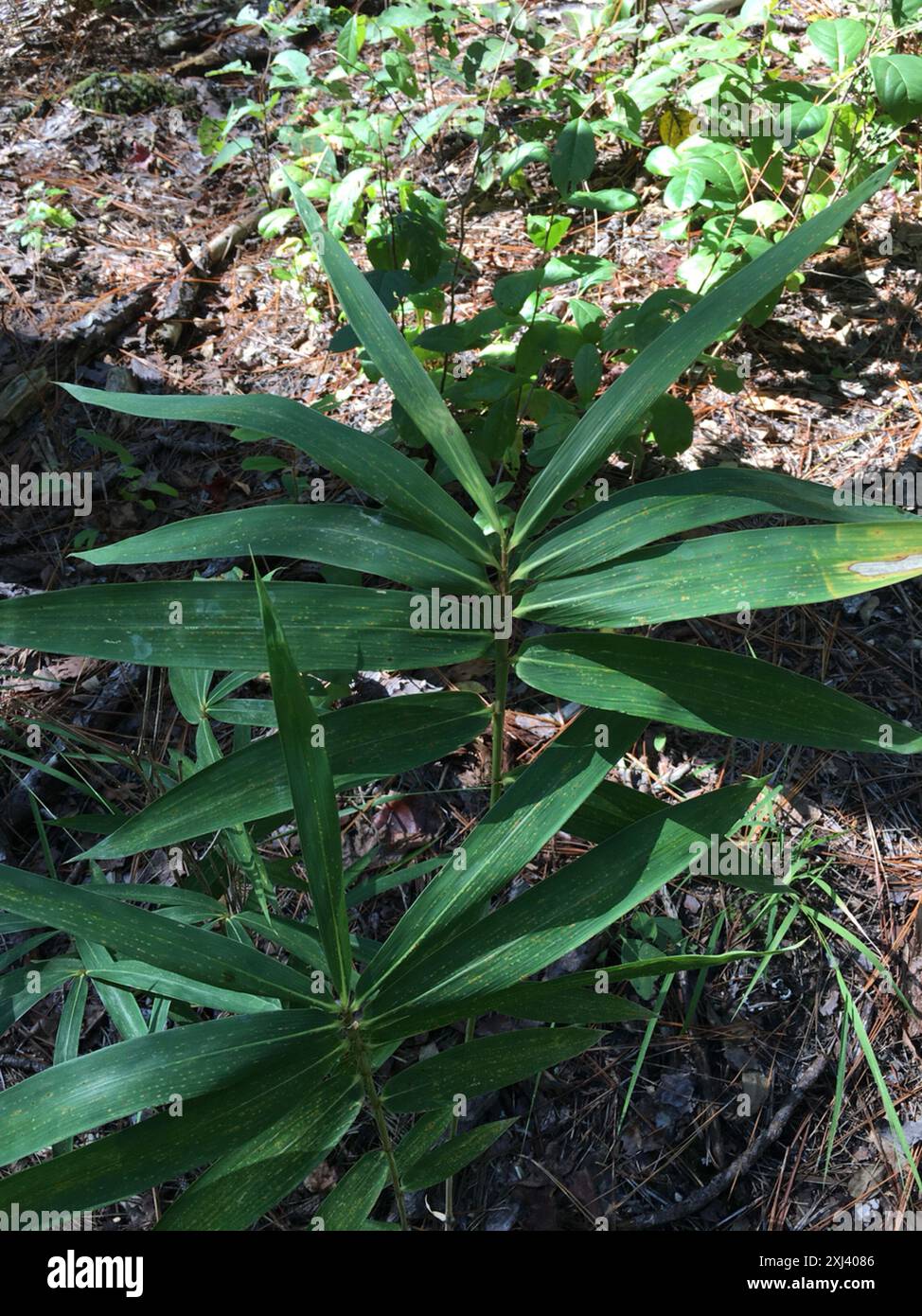switch cane (Arundinaria tecta) Plantae Stock Photo - Alamy