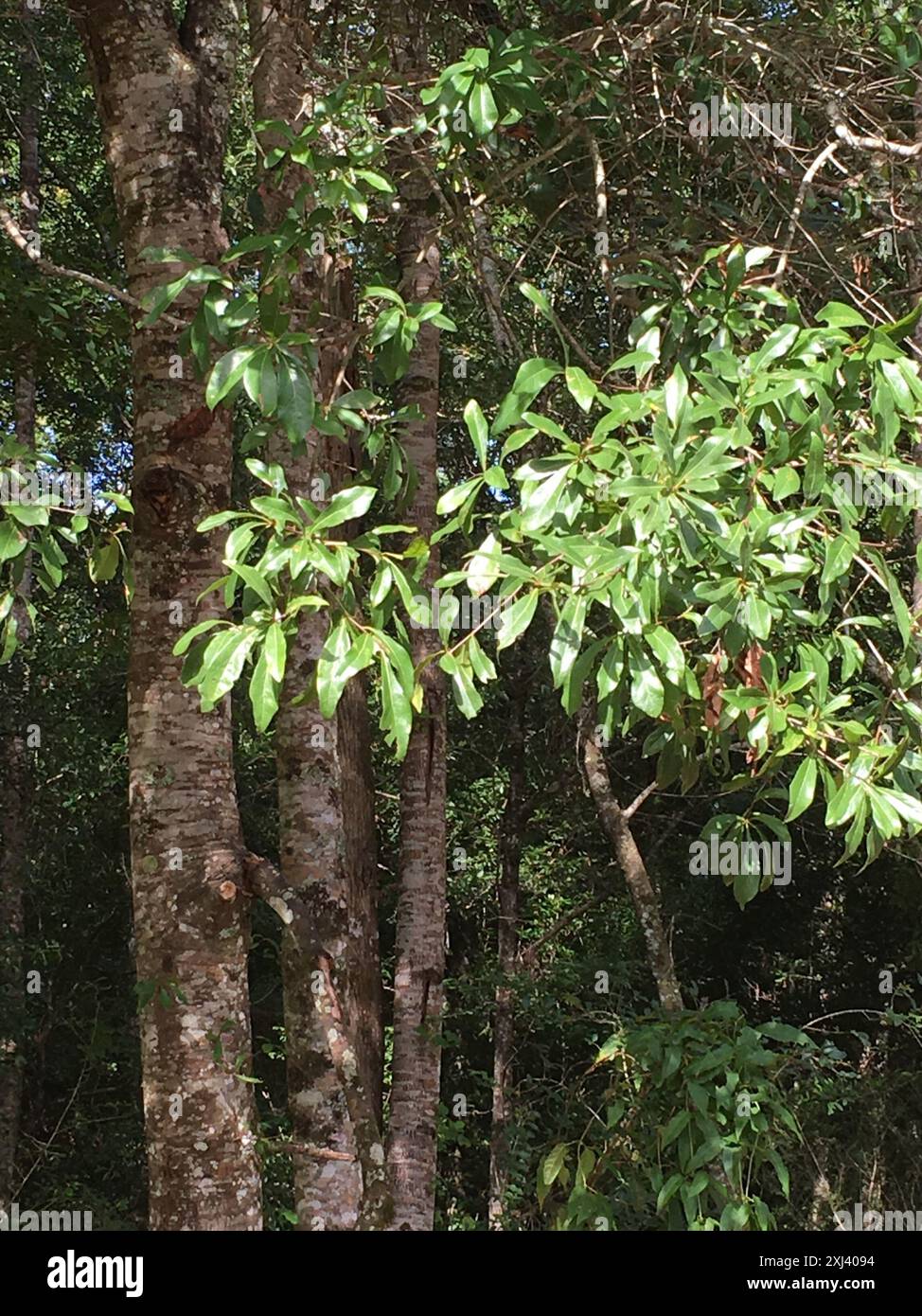 swamp laurel oak (Quercus laurifolia) Plantae Stock Photo - Alamy
