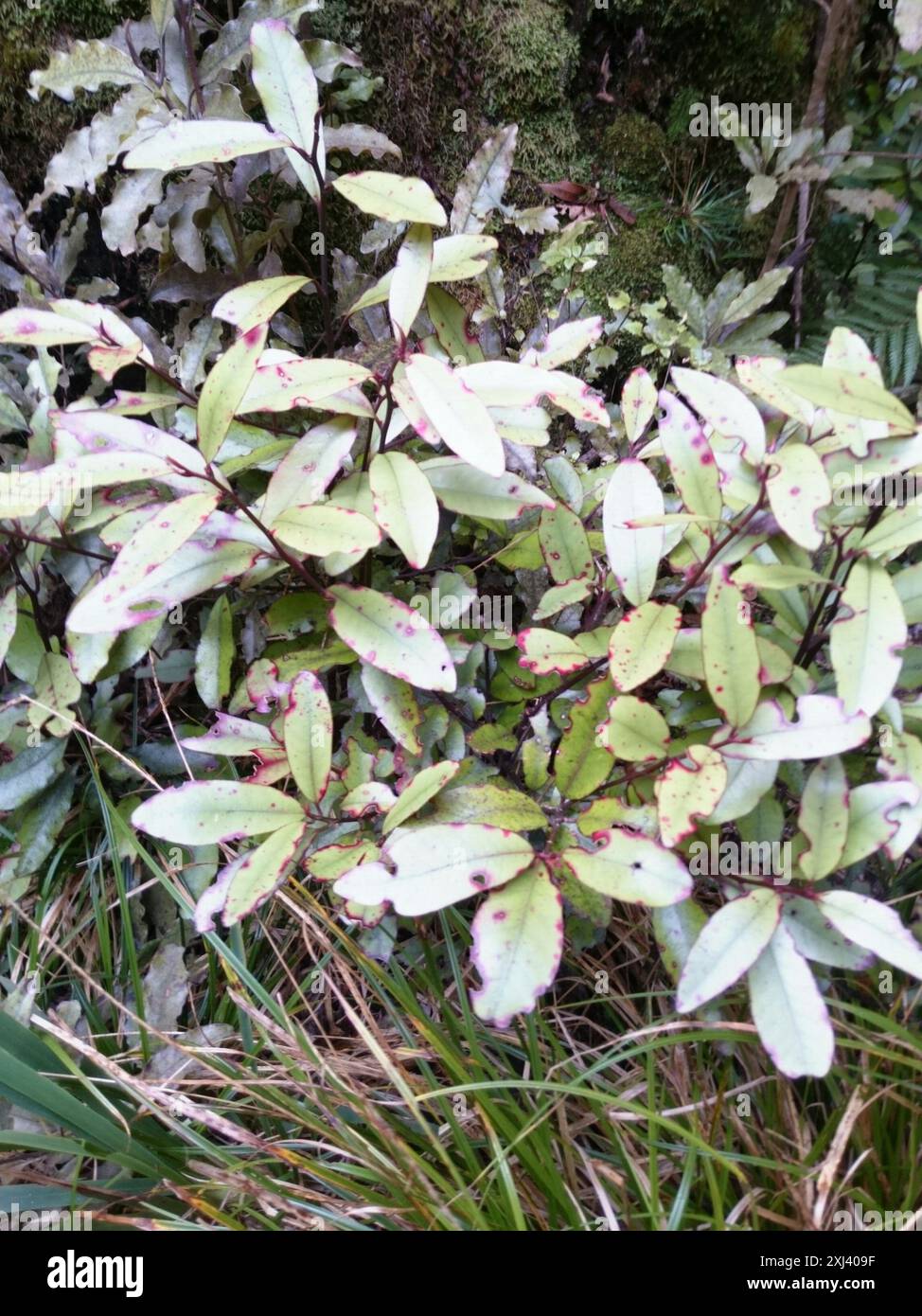Mountain Horopito (Pseudowintera colorata) Plantae Stock Photo - Alamy