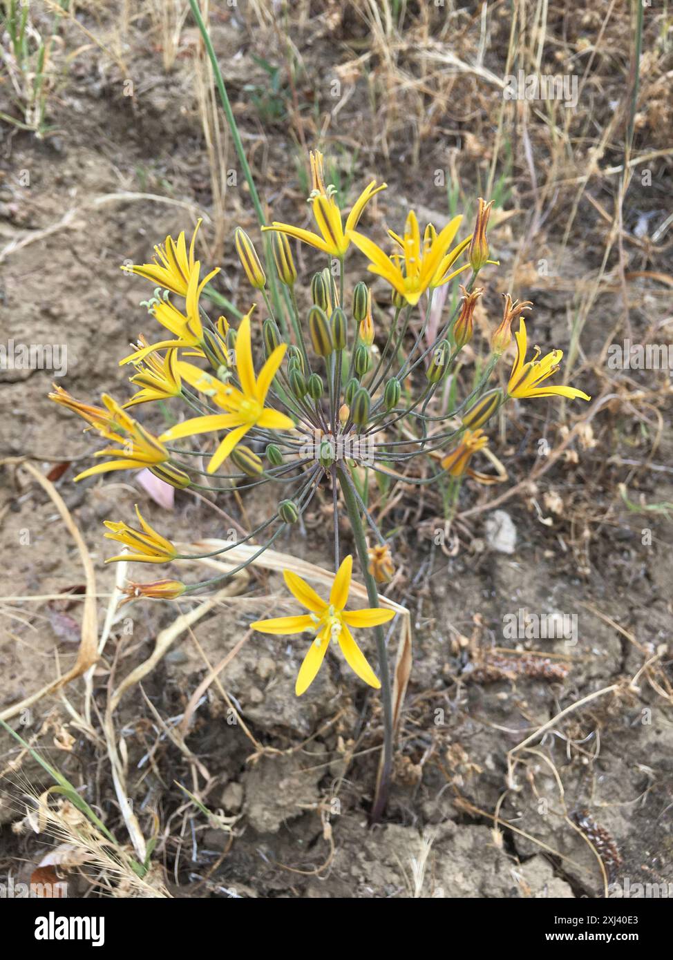 Goldenstar bloomeria crocea hi-res stock photography and images - Alamy