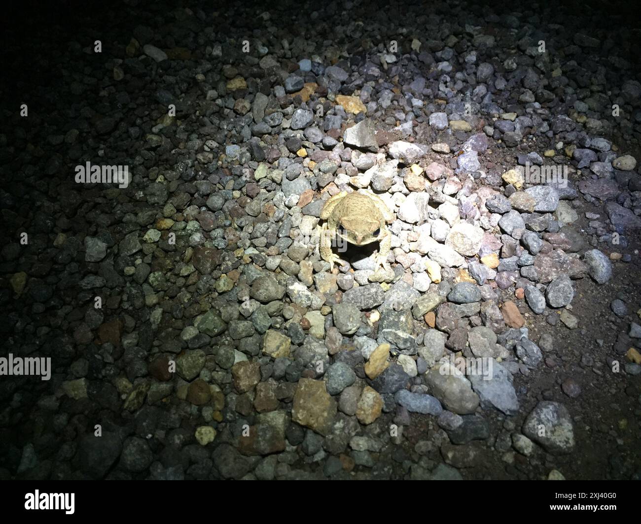 Red-spotted Toad (Anaxyrus punctatus) Amphibia Stock Photo - Alamy