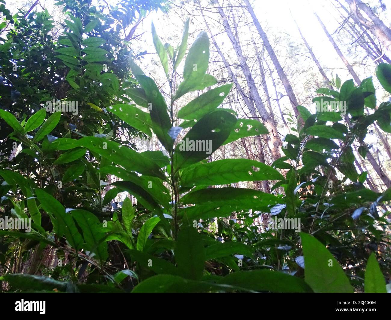 night jessamine (Cestrum nocturnum) Plantae Stock Photo - Alamy