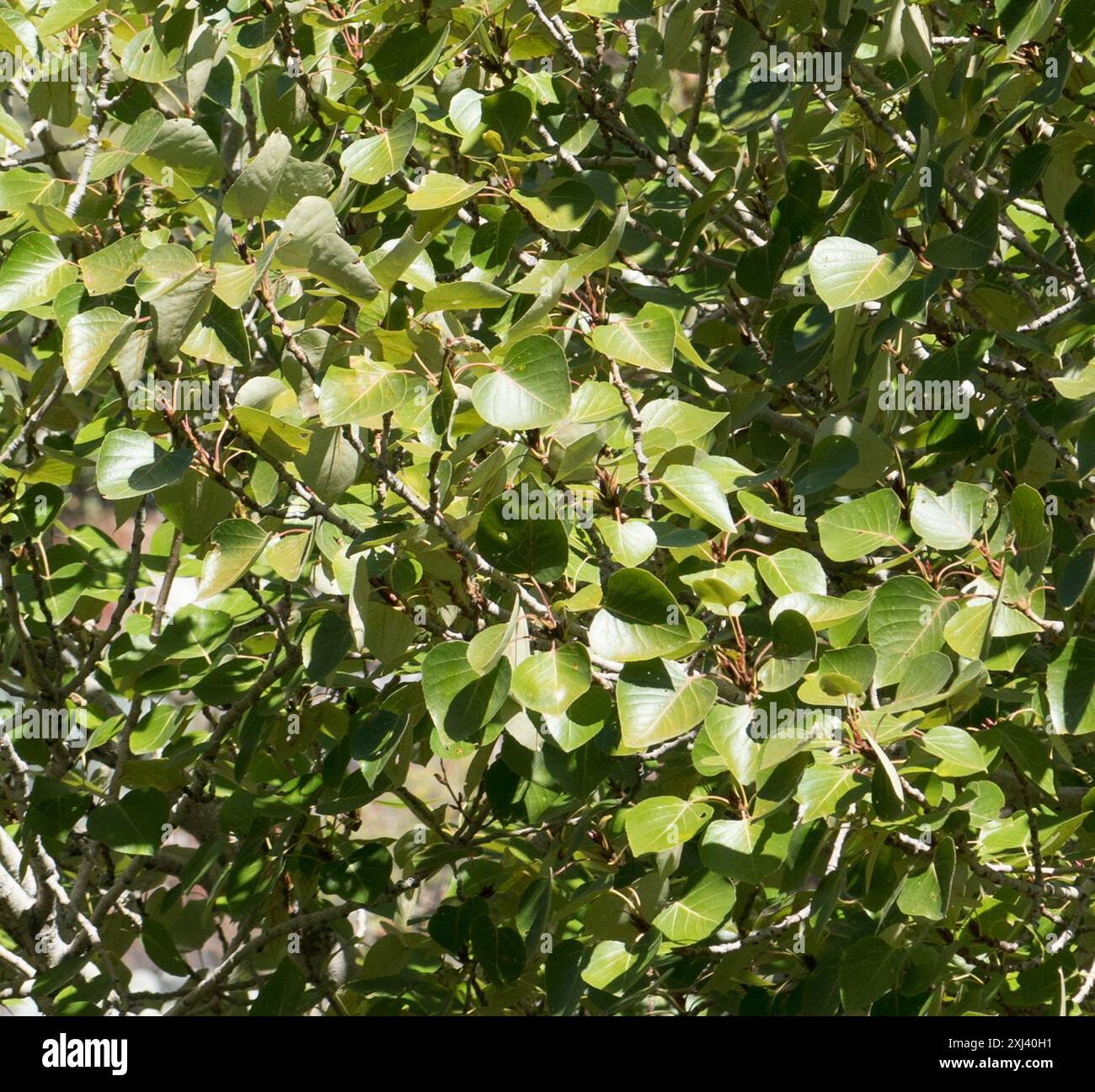 black cottonwood (Populus trichocarpa) Plantae Stock Photo - Alamy