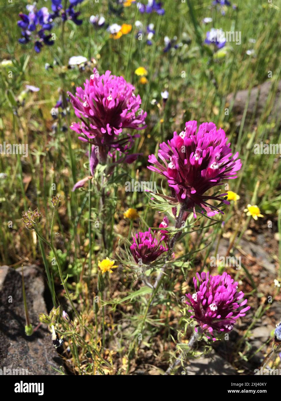 purple owl's-clover (Castilleja exserta) Plantae Stock Photo - Alamy
