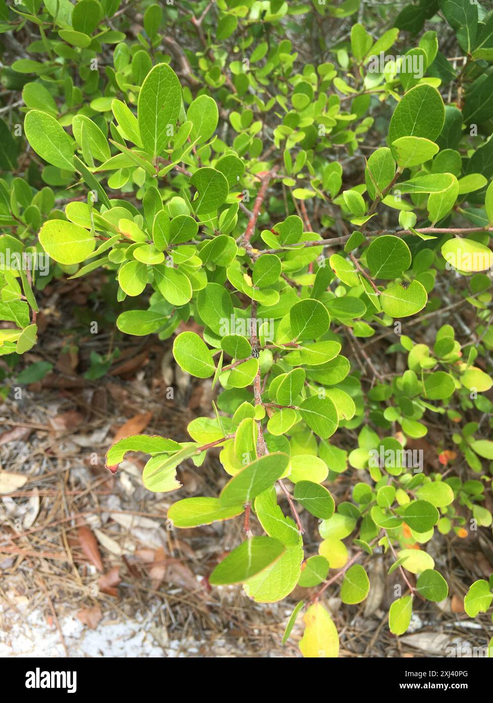 sparkleberry (Vaccinium arboreum) Plantae Stock Photo - Alamy