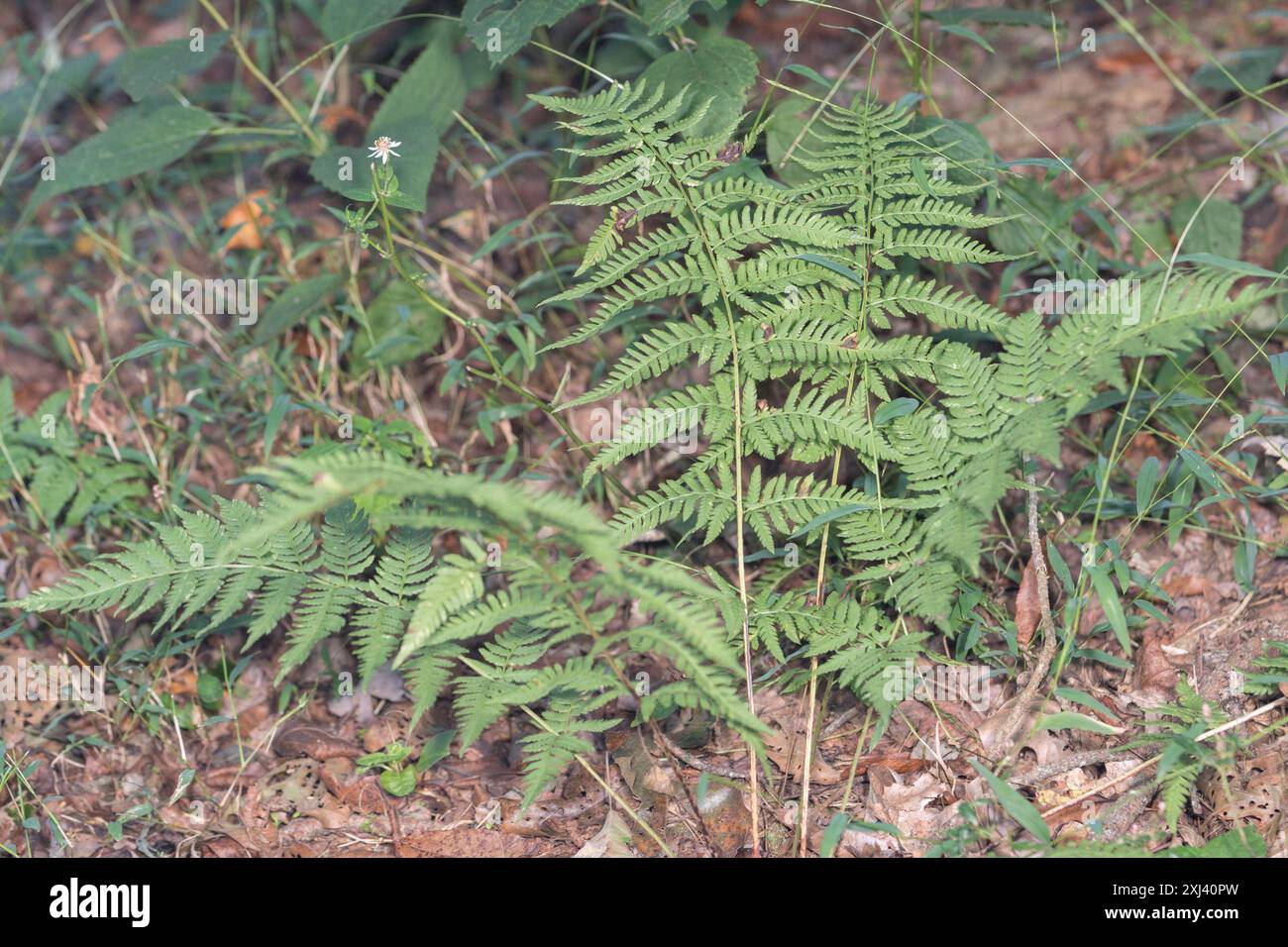 spinulose wood fern (Dryopteris carthusiana) Plantae Stock Photo - Alamy