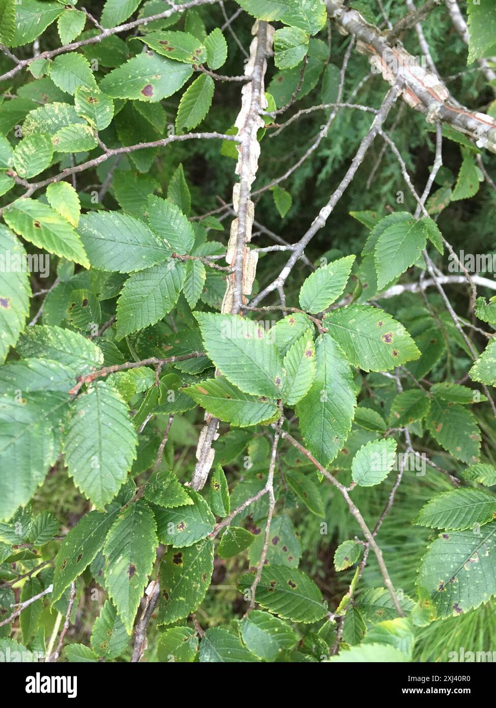 Winged Elm (Ulmus alata) Plantae Stock Photo - Alamy