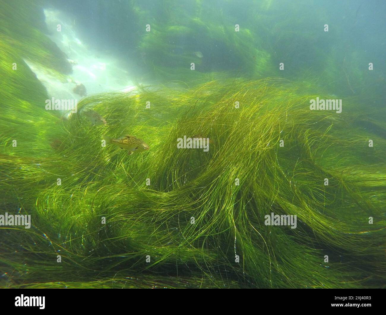 Dwarf Surfperch (Micrometrus minimus) Actinopterygii Stock Photo - Alamy