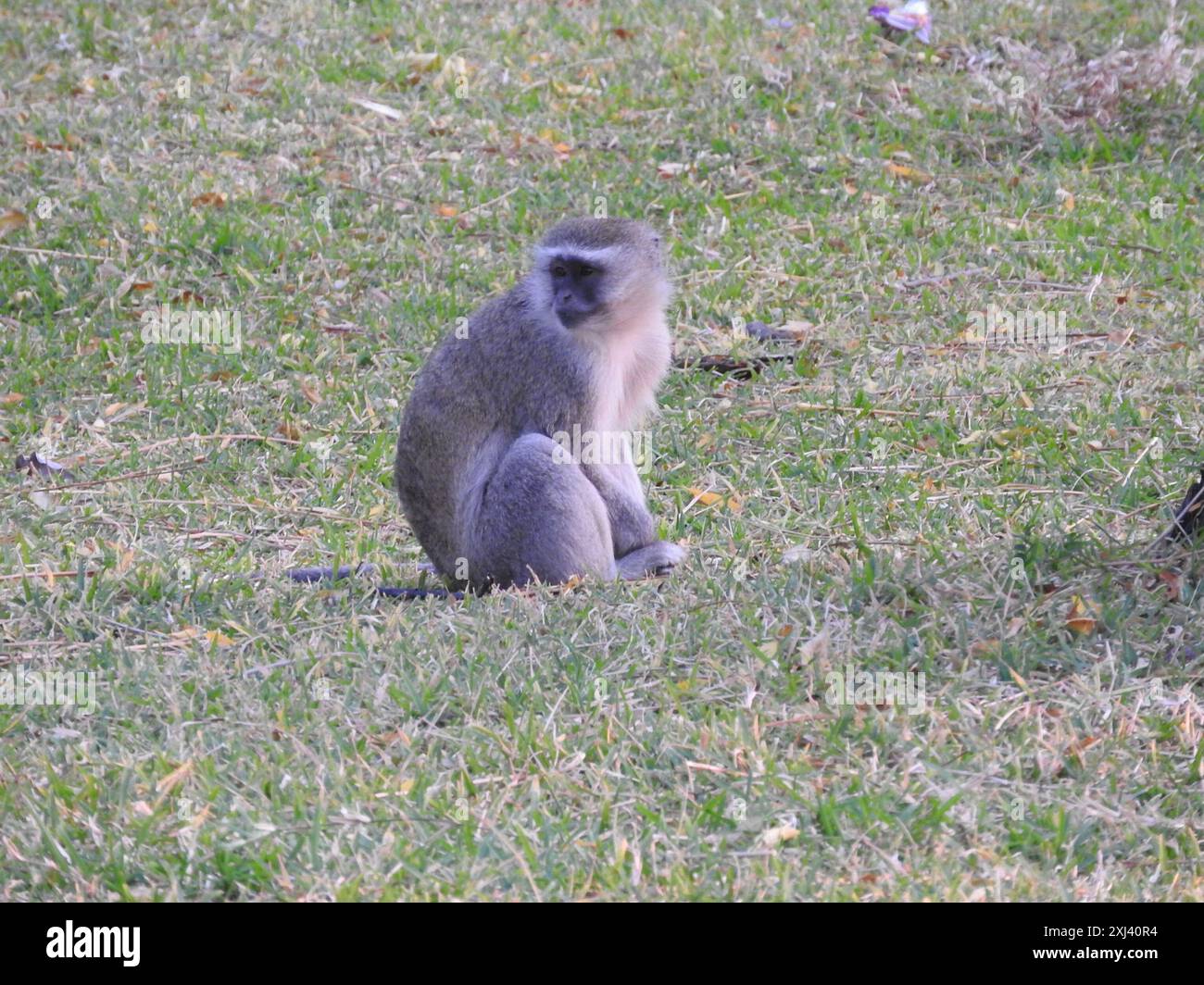 Cynosuros hi-res stock photography and images - Alamy