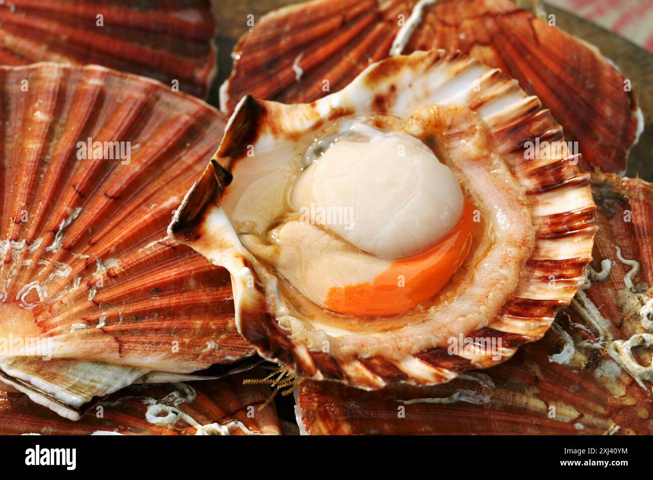 Open scallop shell hi-res stock photography and images - Alamy