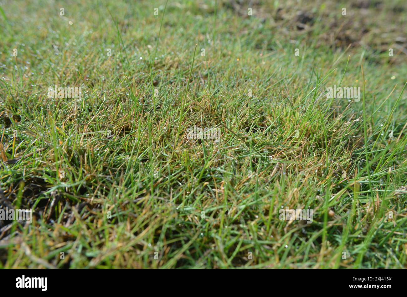 Creeping Bent (Agrostis stolonifera) Plantae Stock Photo - Alamy