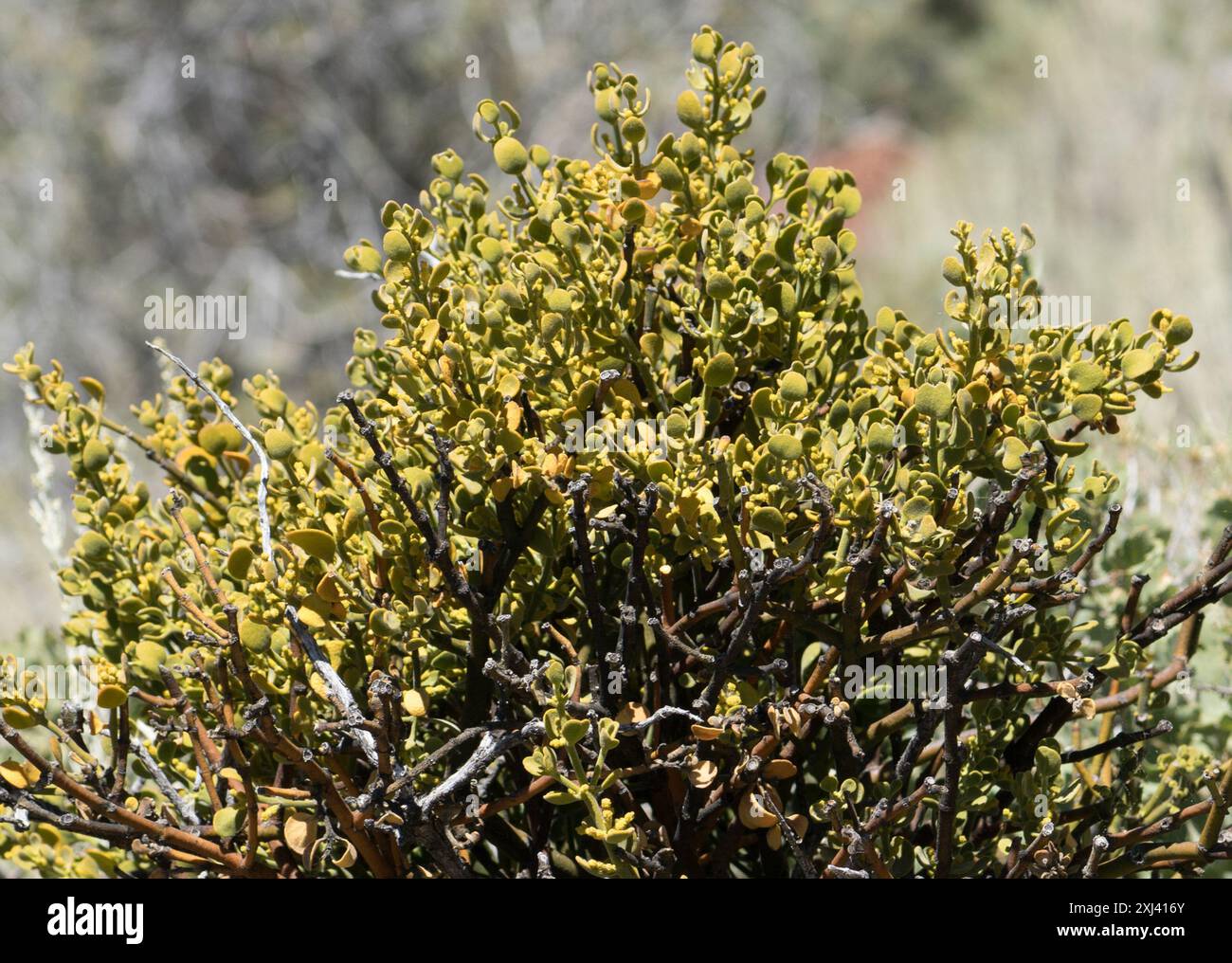 American Mistletoe (Phoradendron leucarpum) Plantae Stock Photo - Alamy