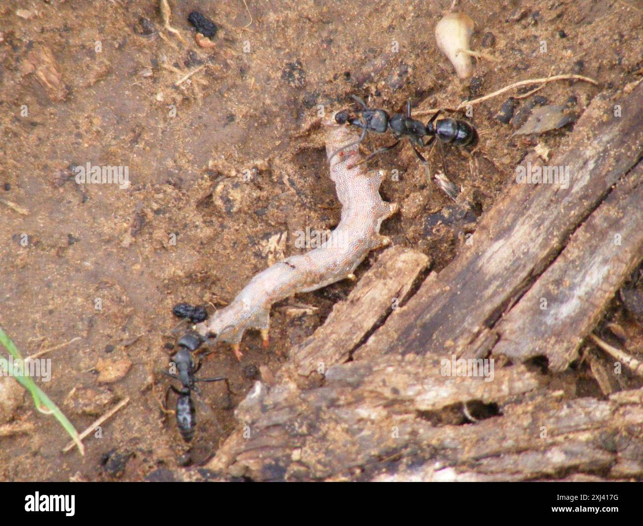African stink ant (Paltothyreus tarsatus) Insecta Stock Photo - Alamy