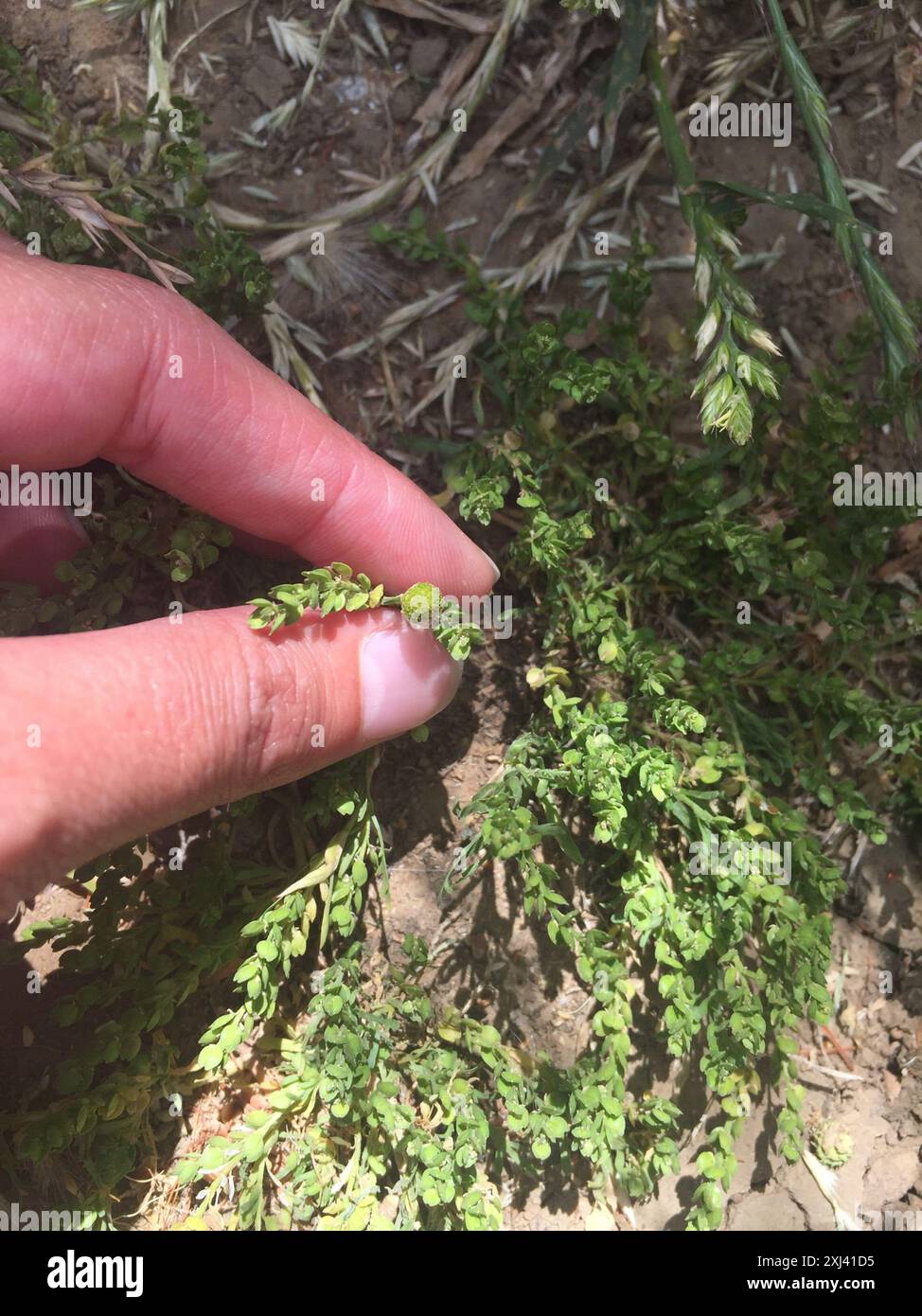 Upright Pepperweed (Lepidium strictum) Plantae Stock Photo - Alamy