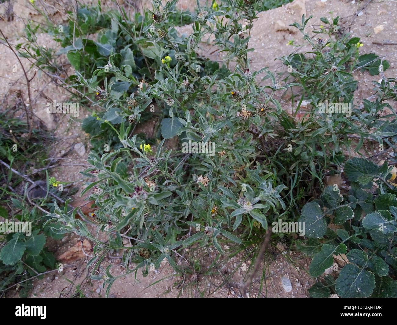 Maltese star-thistle (Centaurea melitensis) Plantae Stock Photo - Alamy