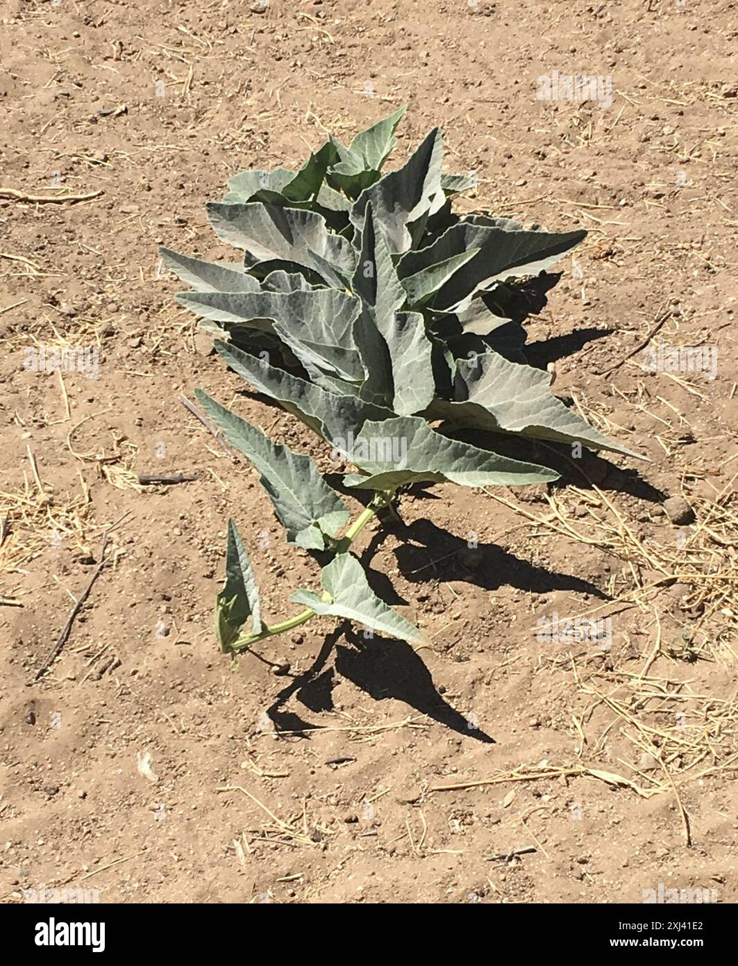 Buffalo Gourd (Cucurbita foetidissima) Plantae Stock Photo - Alamy