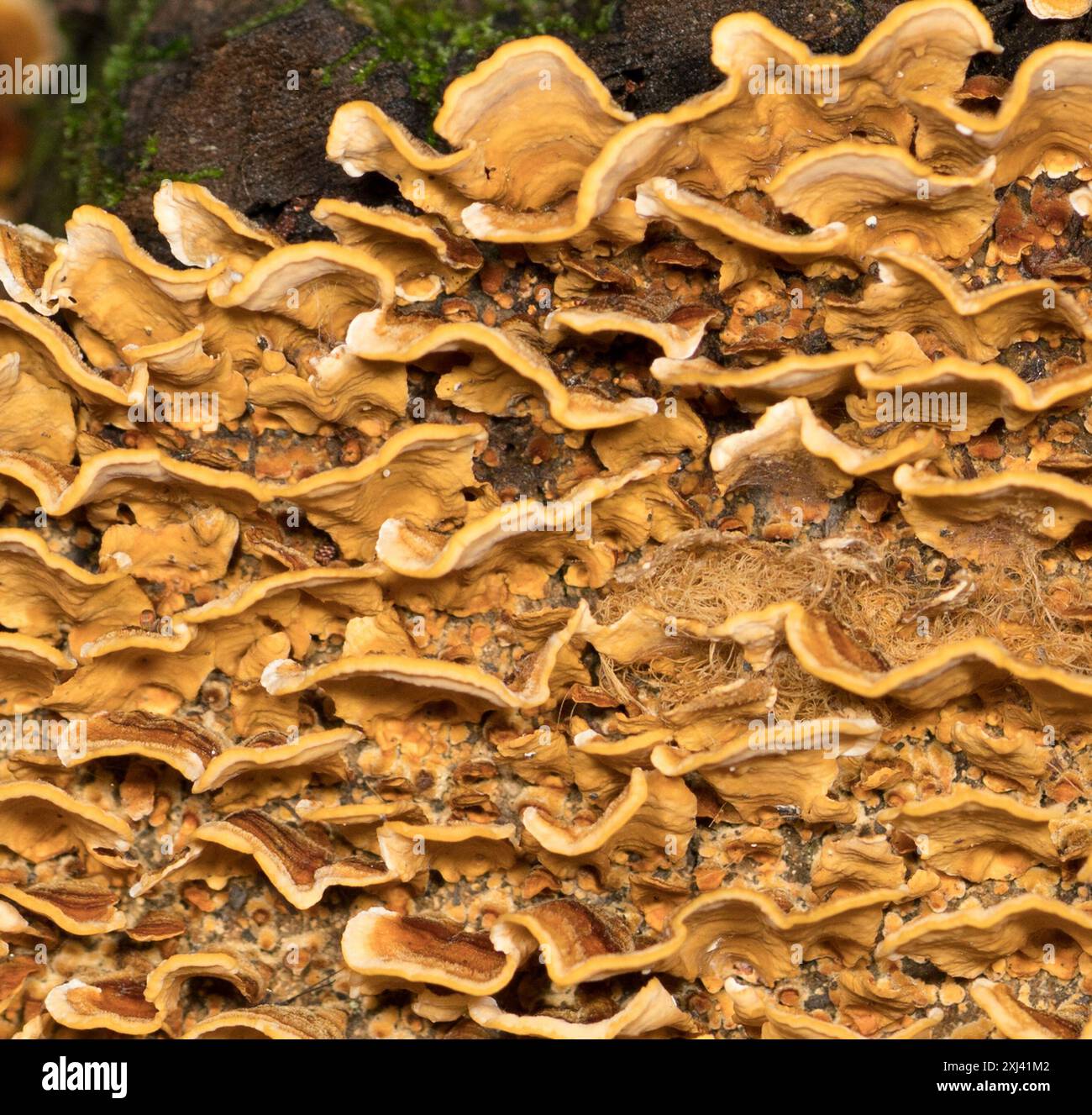crowded parchment (Stereum complicatum) Fungi Stock Photo - Alamy