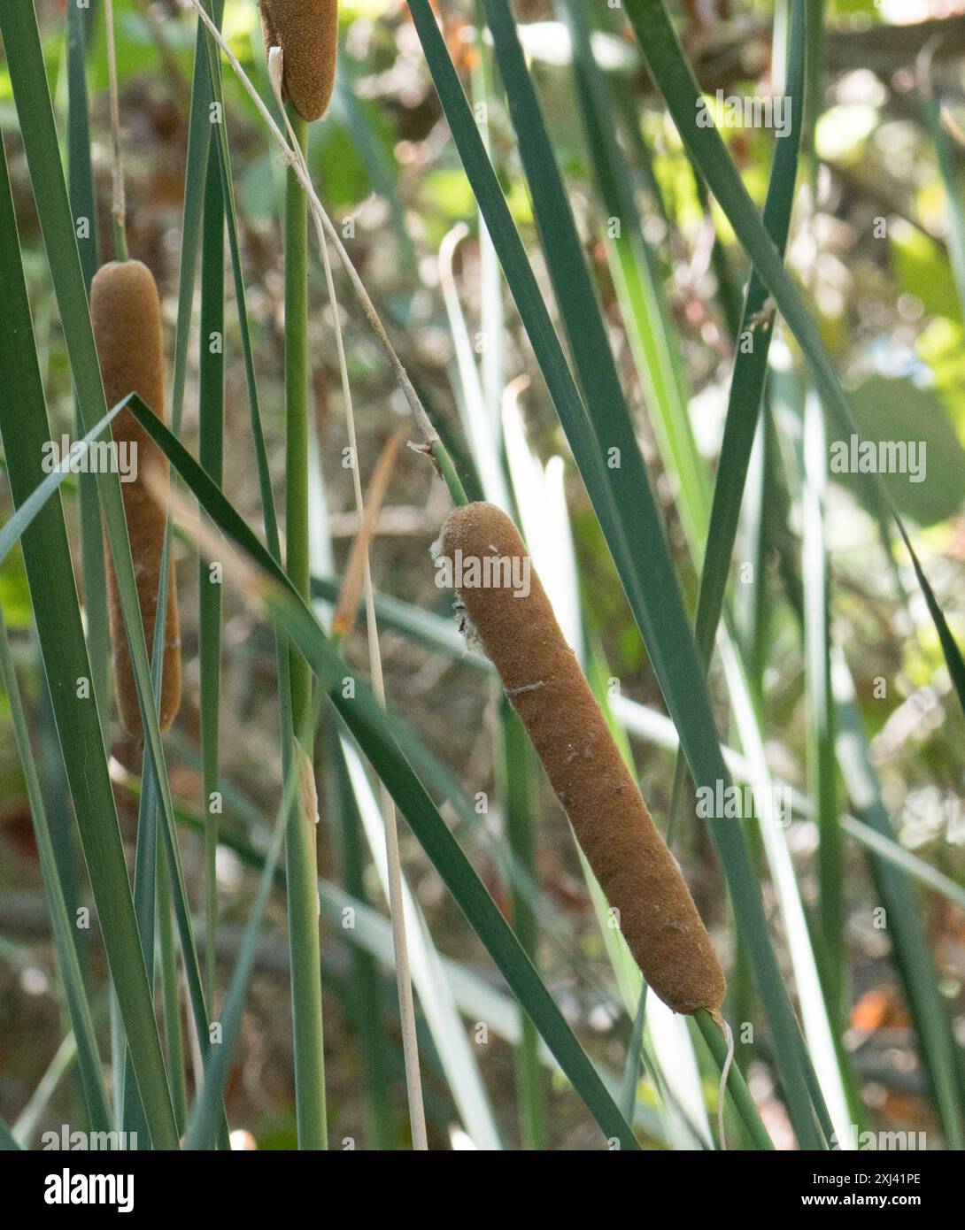 Cattails (Typha) Plantae Stock Photo - Alamy