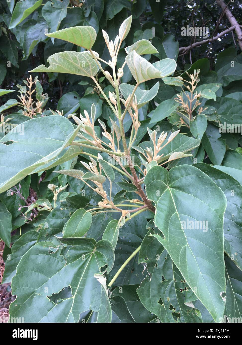 princess tree (Paulownia tomentosa) Plantae Stock Photo - Alamy