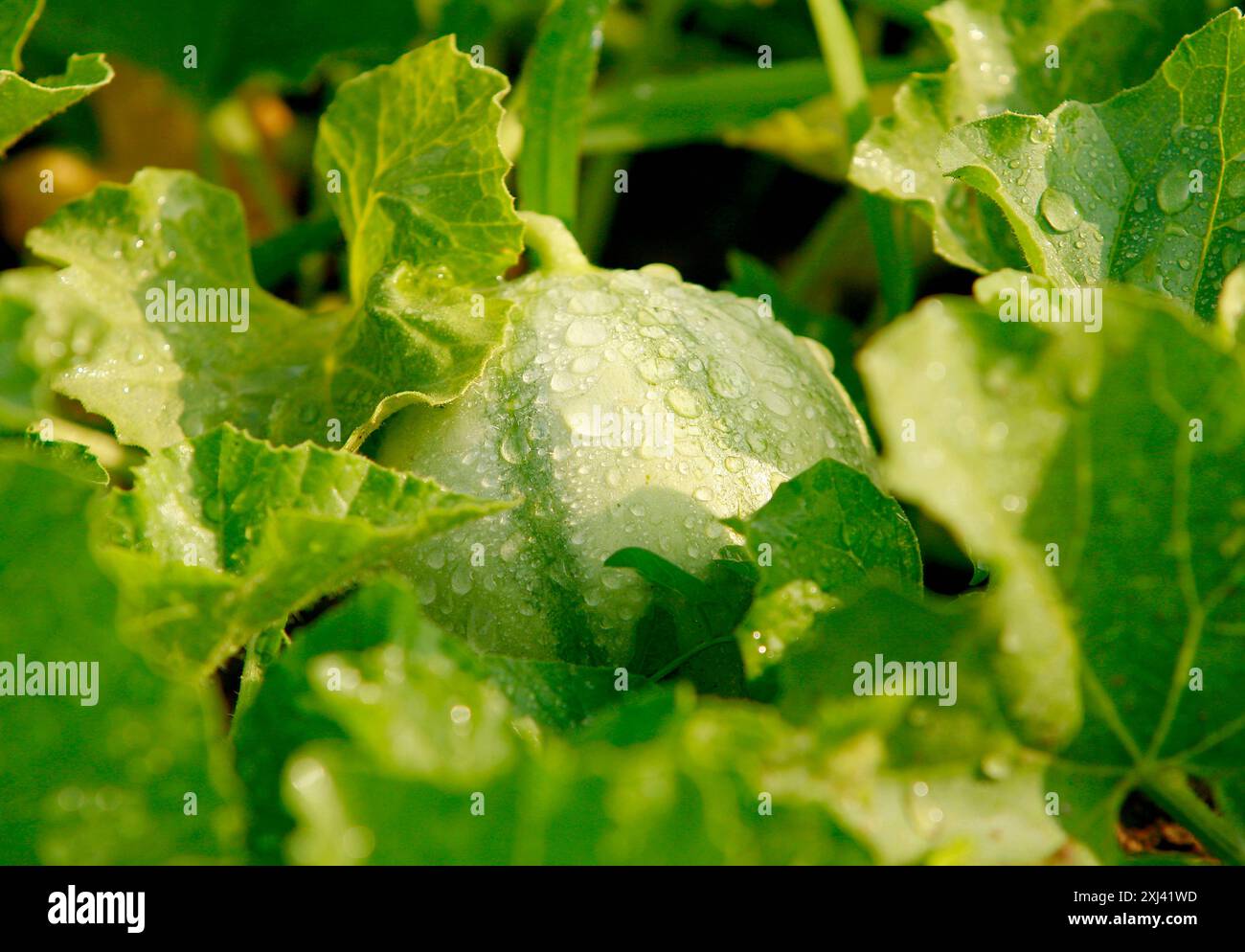 Melon growing plant hi-res stock photography and images - Alamy