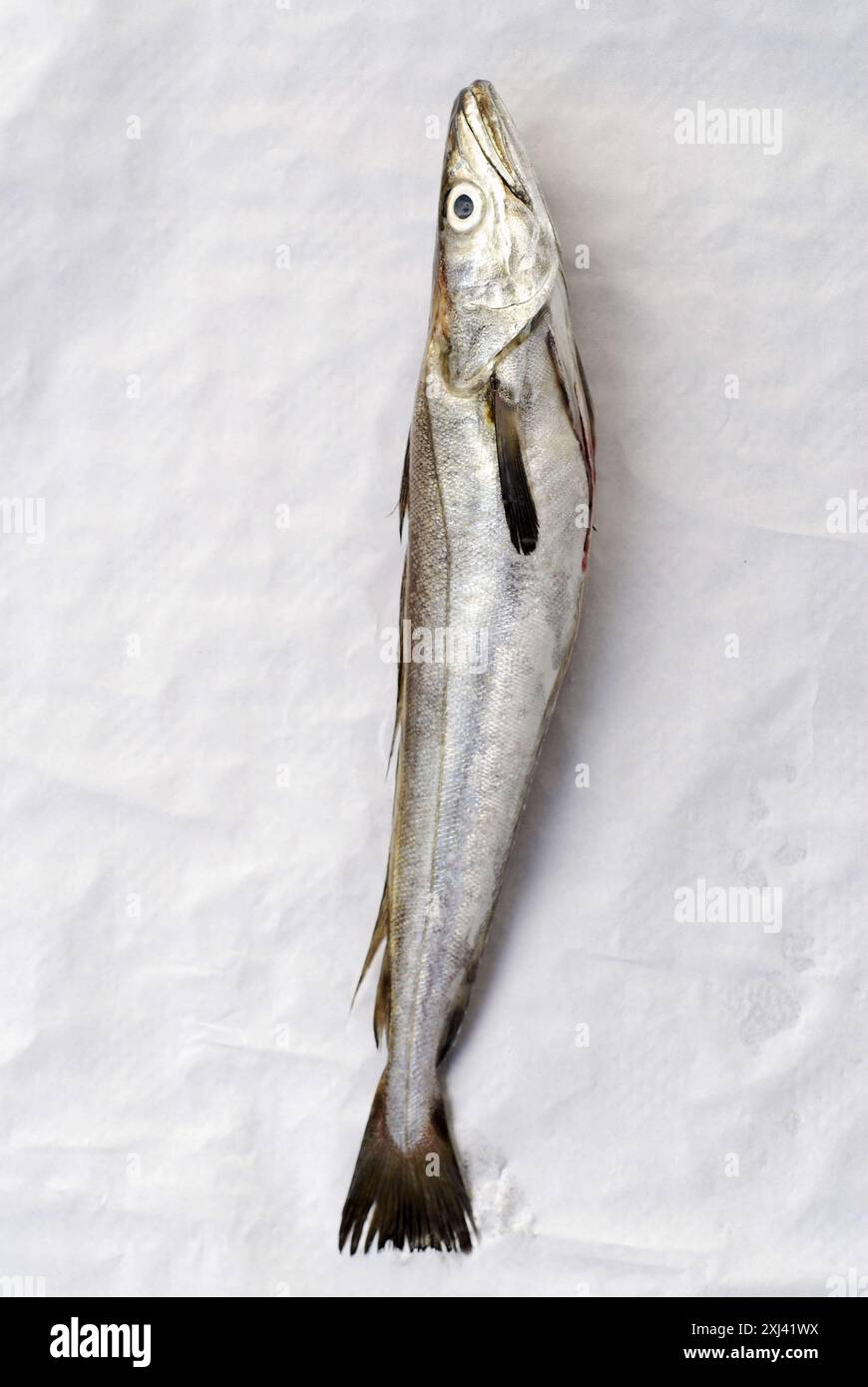 Hake cut out hi-res stock photography and images - Alamy