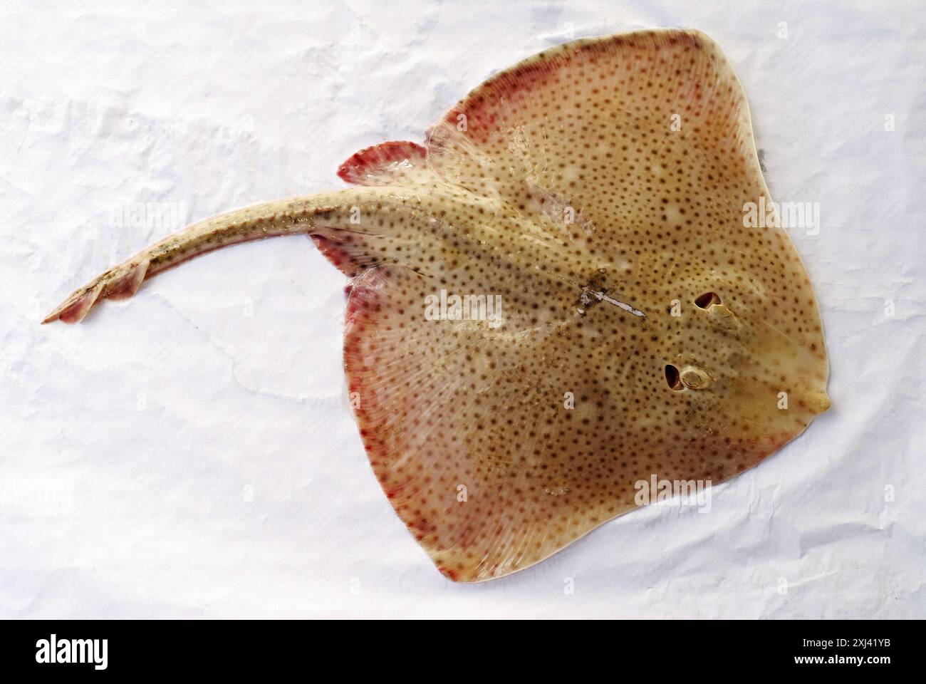 Skate fish hi-res stock photography and images - Alamy