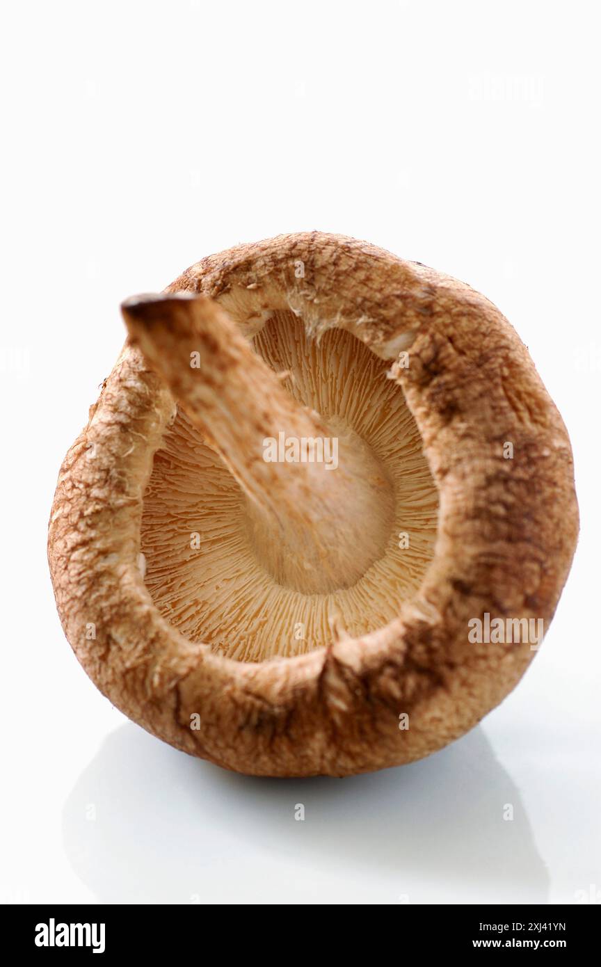 Shiitake mushroom white background hi-res stock photography and images ...
