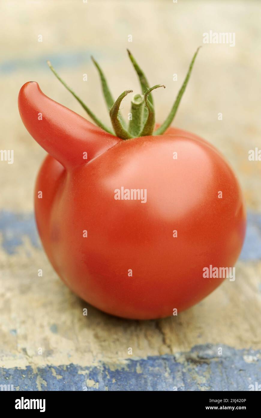 Tomato nose hi-res stock photography and images - Alamy