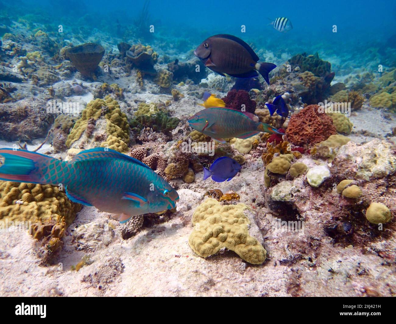 Parrotfishes (Scarini) Actinopterygii Stock Photo - Alamy