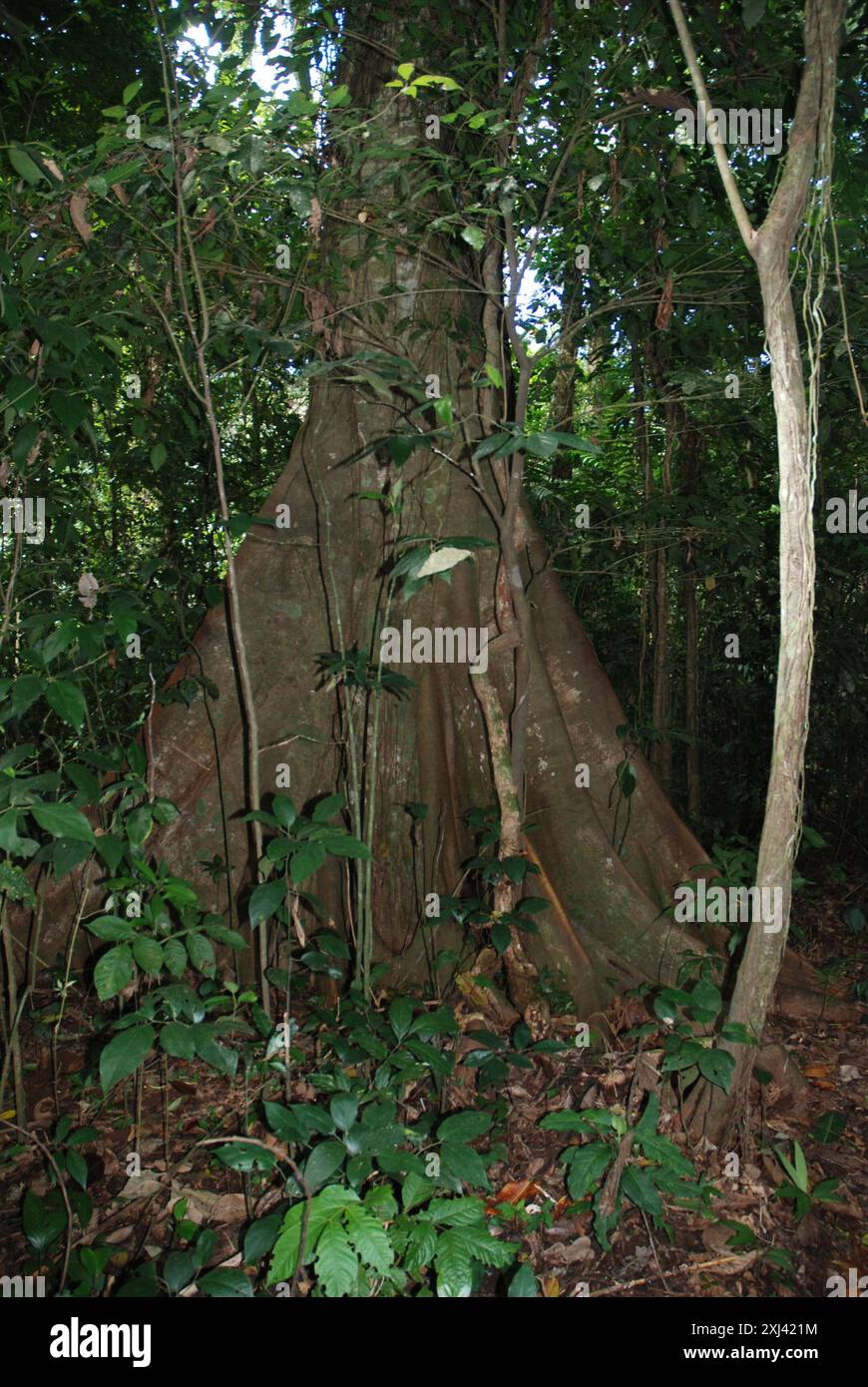 Wild Fig (Ficus insipida) Plantae Stock Photo - Alamy