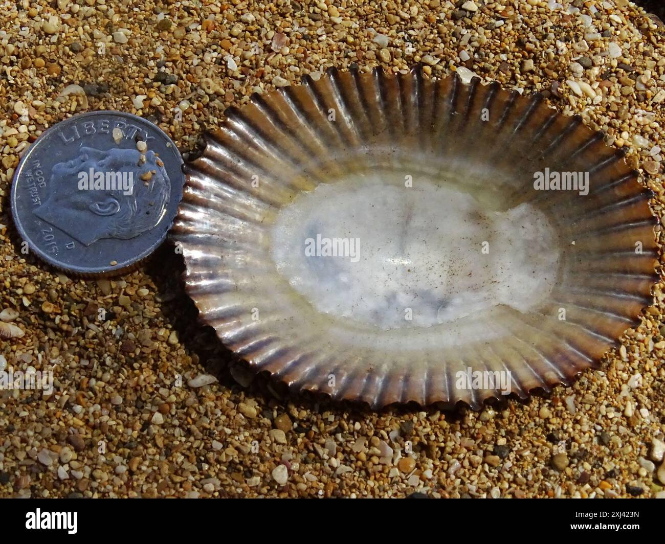 Indo-Pacific Limpets (Cellana) Mollusca Stock Photo - Alamy