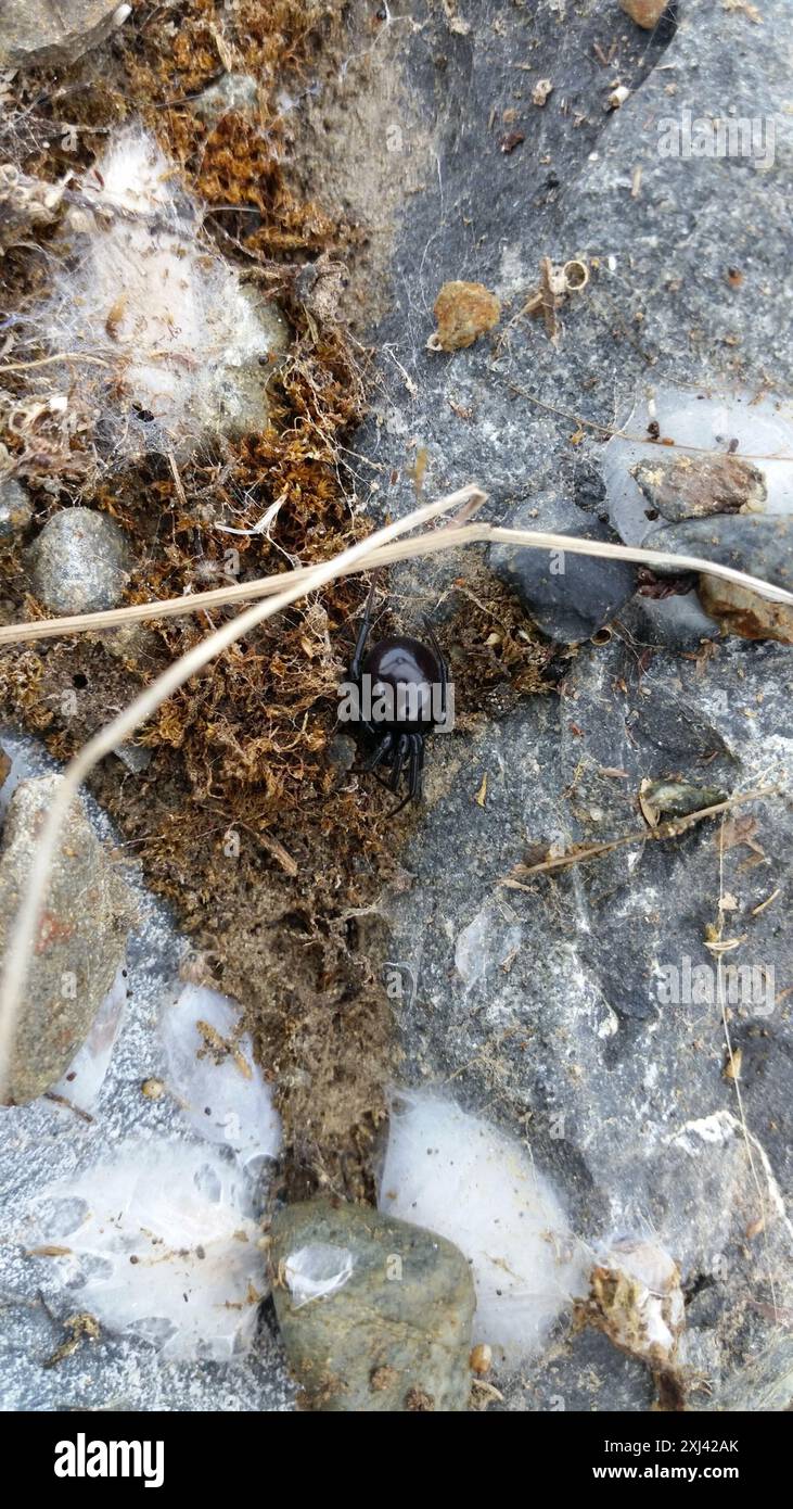 Black Cobweb Spider (Steatoda capensis) Arachnida Stock Photo - Alamy