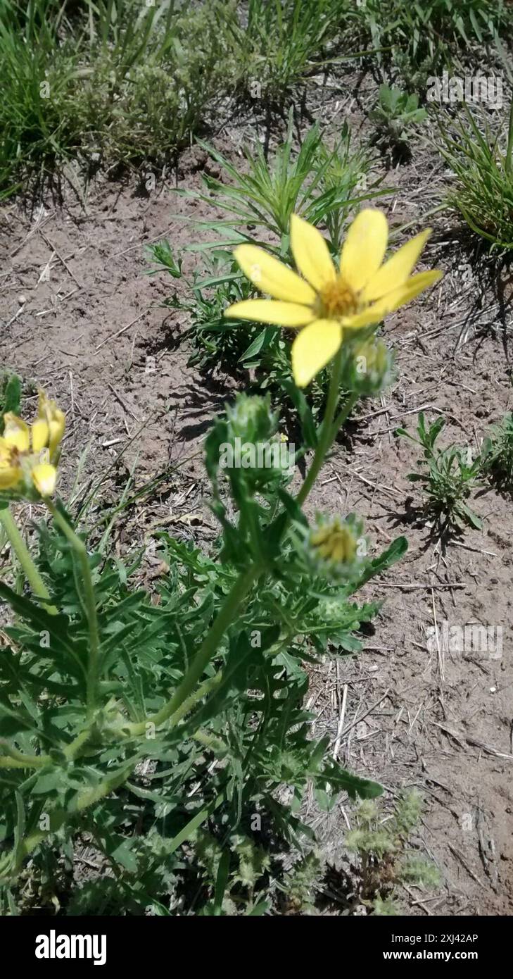 Engelmann daisy (Engelmannia peristenia) Plantae Stock Photo - Alamy