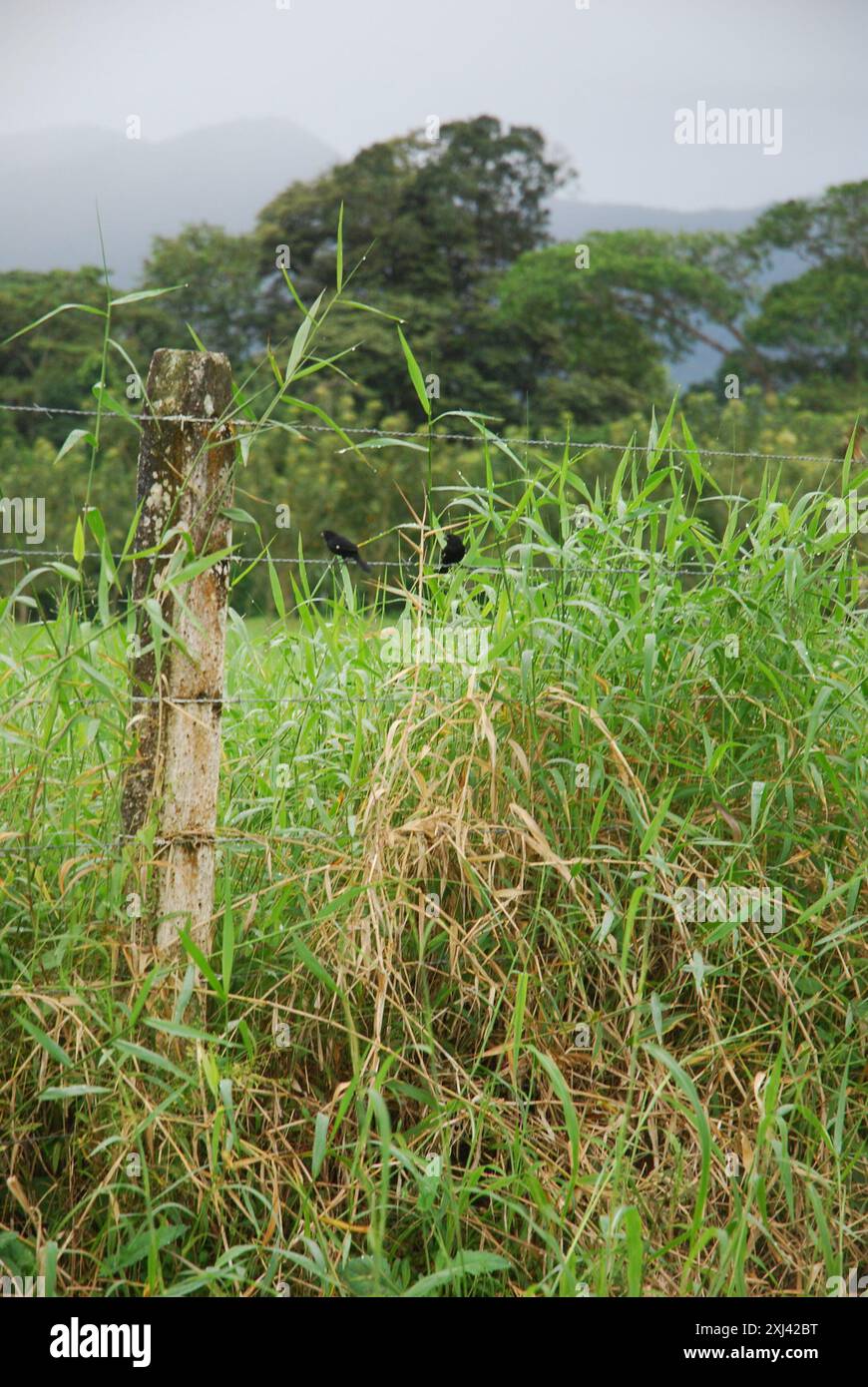 Variable Seedeater (Sporophila corvina) Aves Stock Photo - Alamy