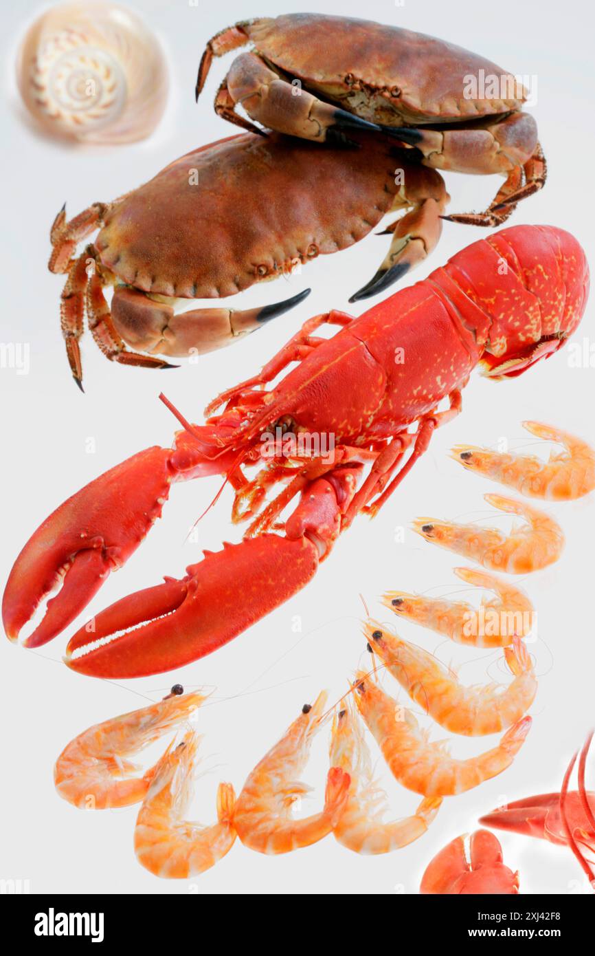 Composition of shellfish Stock Photo - Alamy