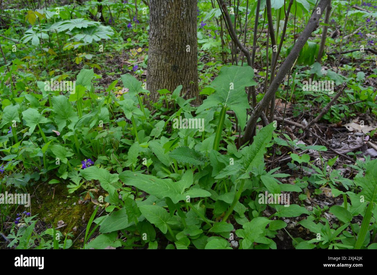 Nabalus crepidineus hi-res stock photography and images - Alamy