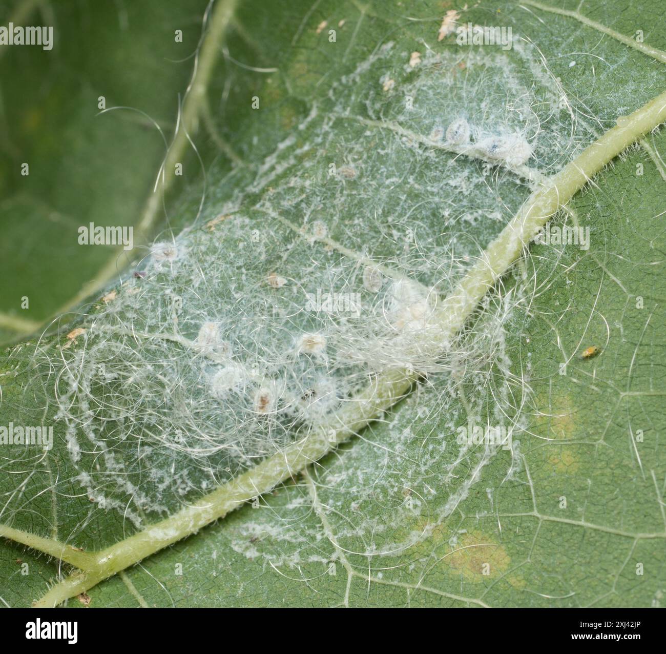 Aleurodicus dugesii hi-res stock photography and images - Alamy