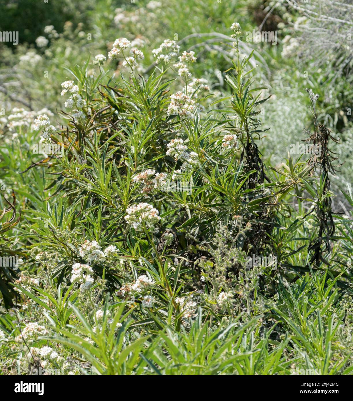 Hairy Yerba Santa (Eriodictyon trichocalyx) Plantae Stock Photo - Alamy