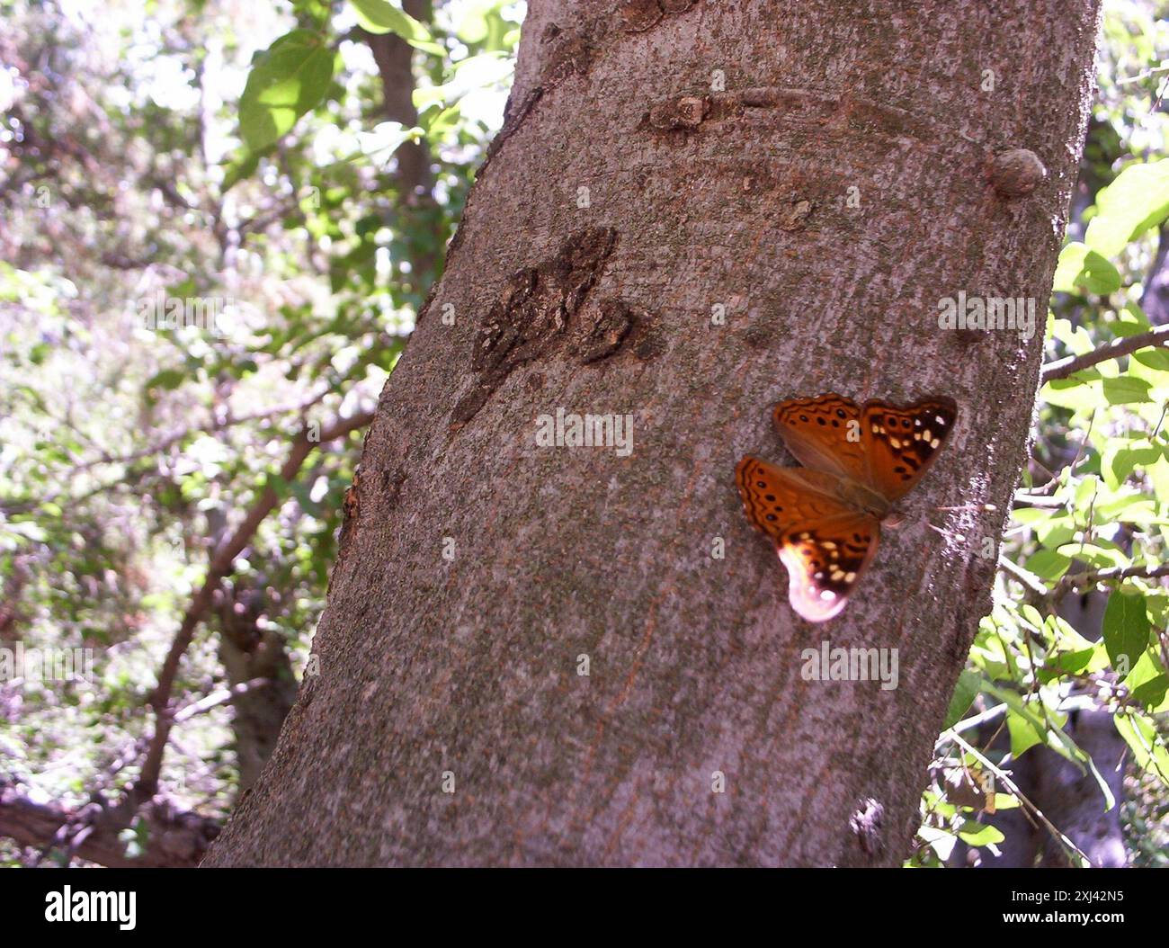 Hackberry Emperor (Asterocampa celtis) Insecta Stock Photo - Alamy