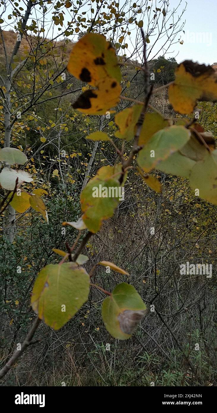 Fremont Cottonwood (Populus fremontii) Plantae Stock Photo - Alamy