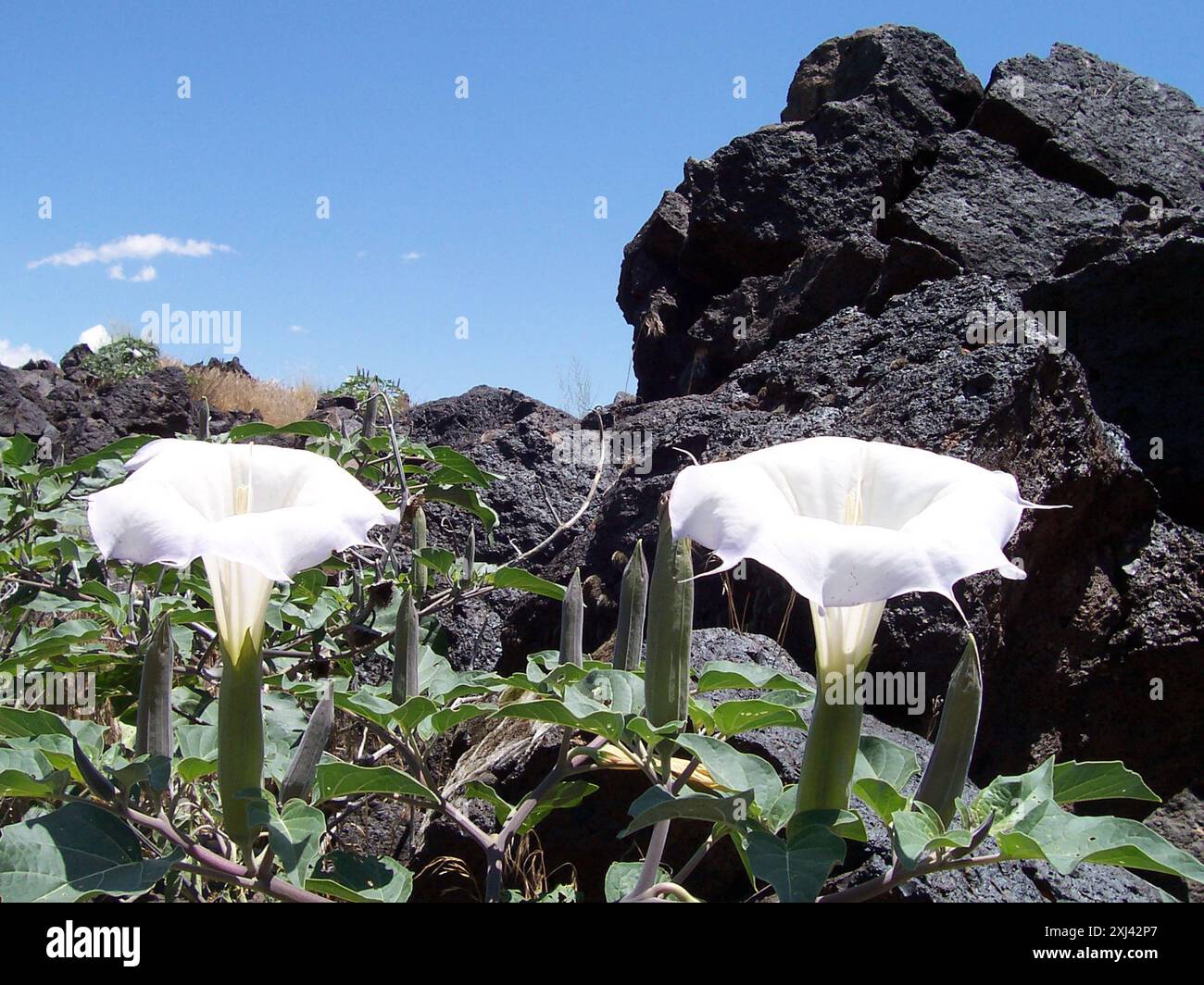 Sacred Datura (Datura wrightii) Plantae Stock Photo - Alamy