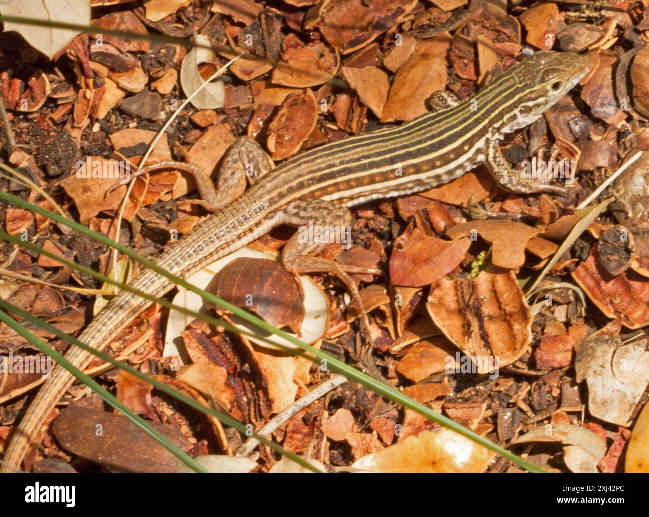 Common Spotted Whiptail (Aspidoscelis gularis) Reptilia Stock Photo - Alamy