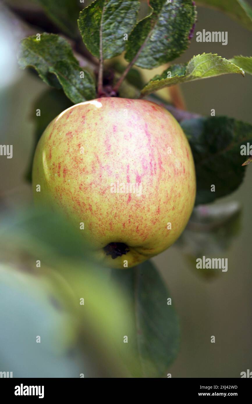 Pink lady apple with leaf hi-res stock photography and images - Alamy