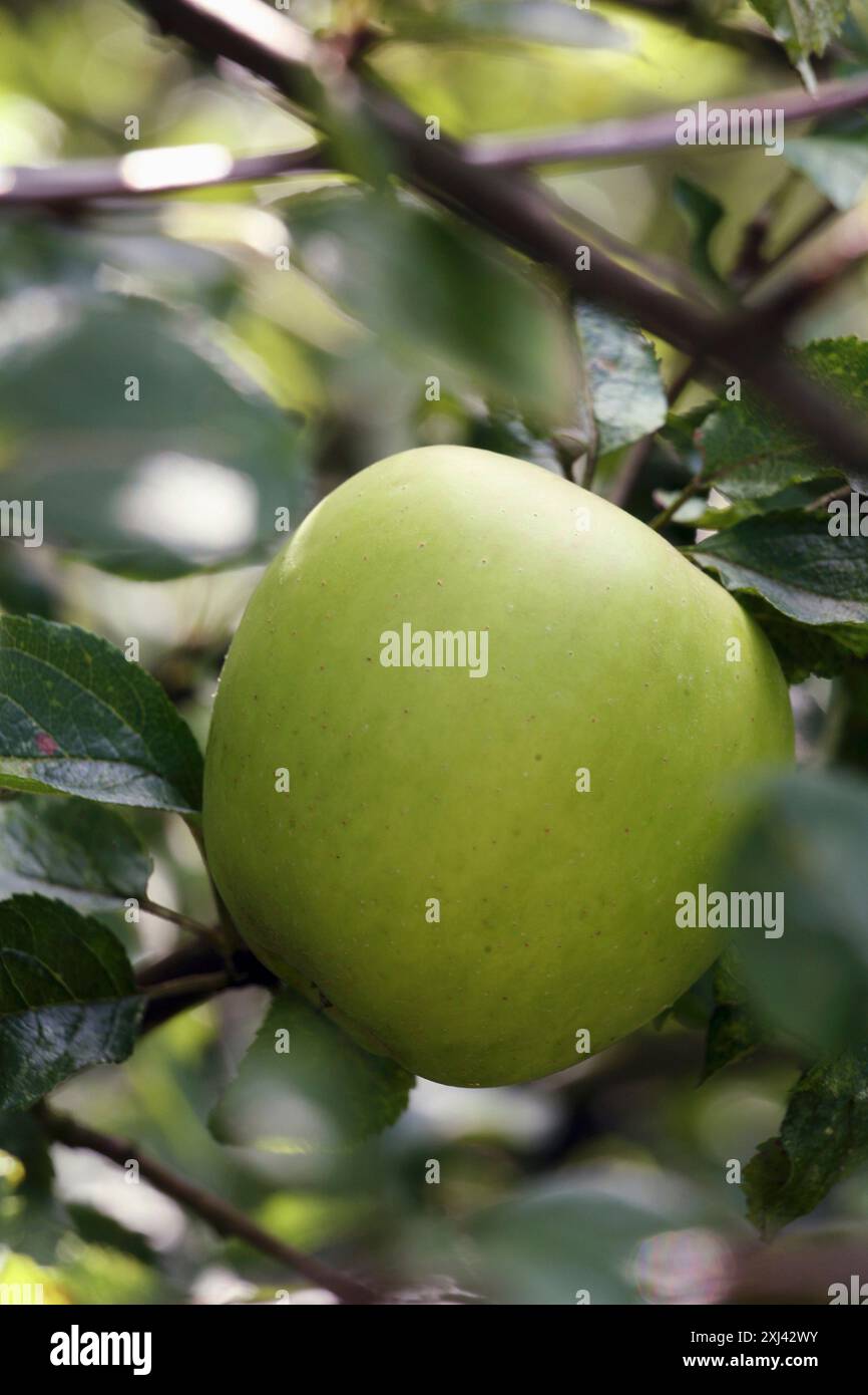 Granny smith apple fruit hi-res stock photography and images - Alamy
