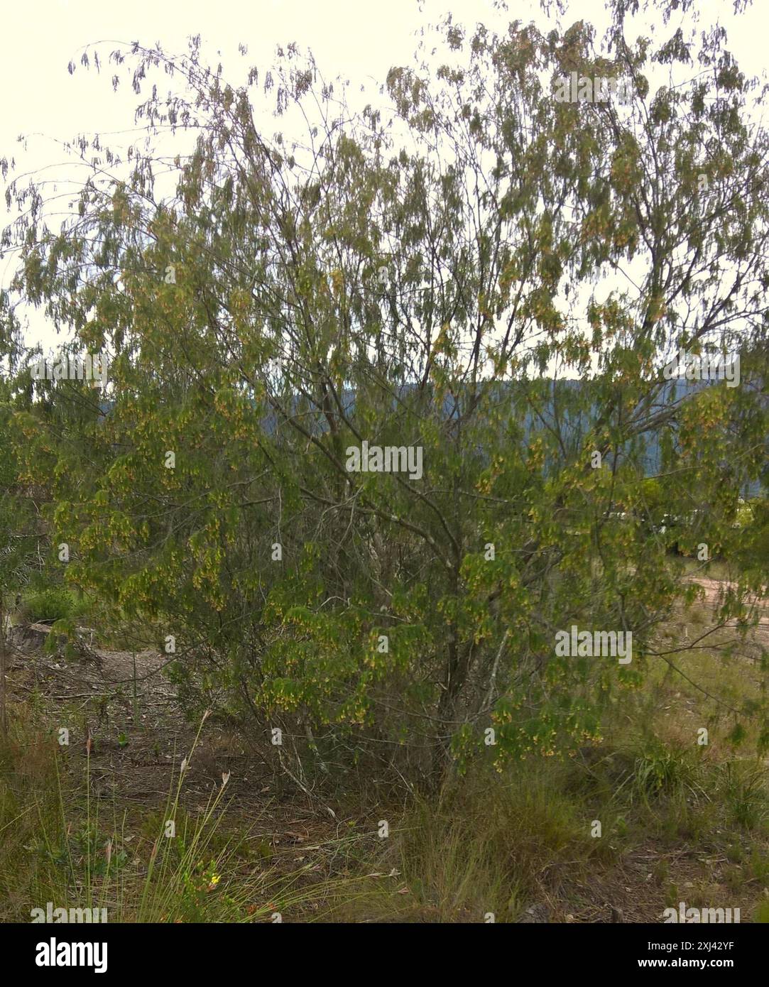 Weeping Gonna (Passerina falcifolia) Plantae Stock Photo - Alamy