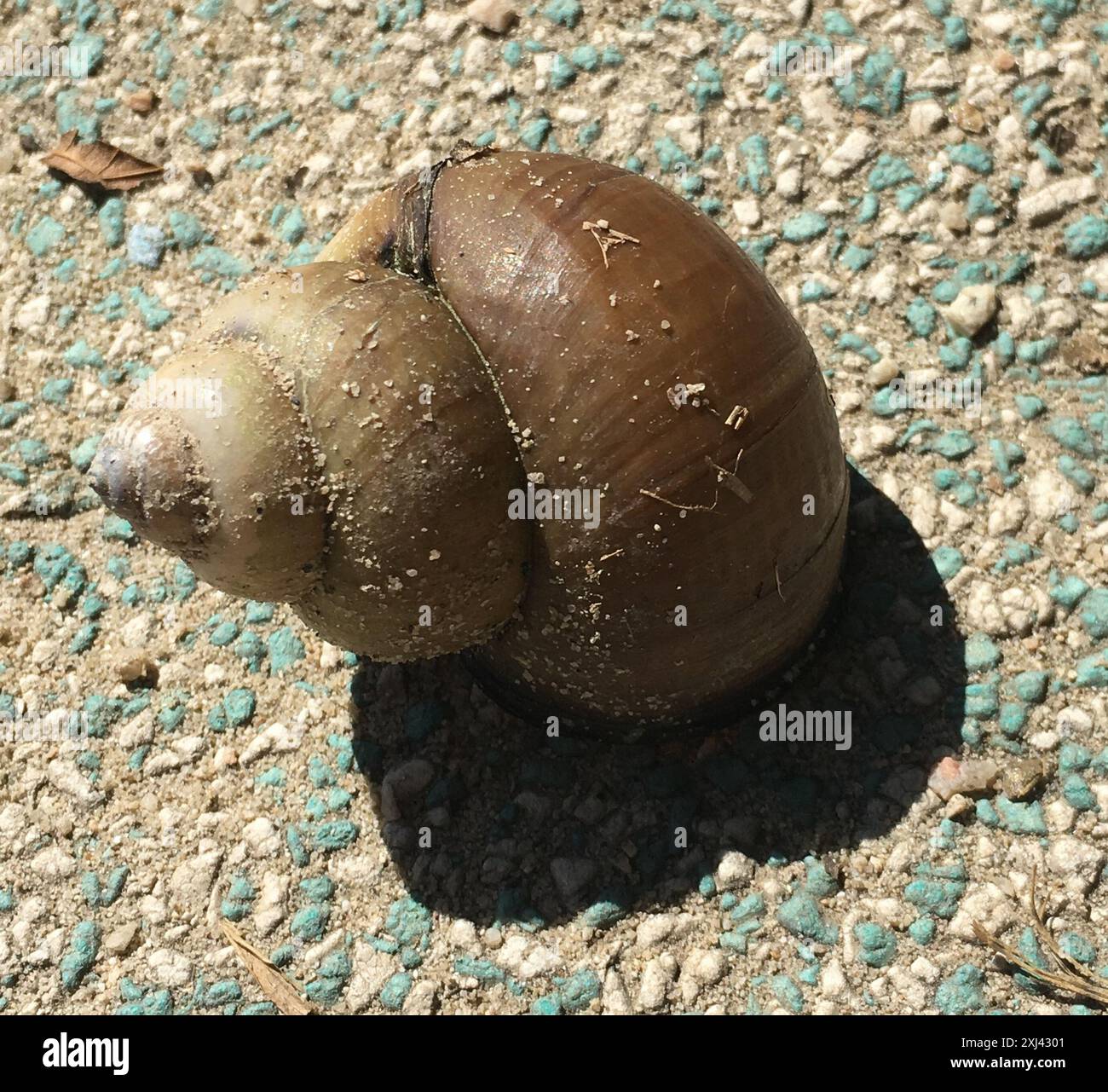 Cipangopaludina chinensis hi-res stock photography and images - Alamy