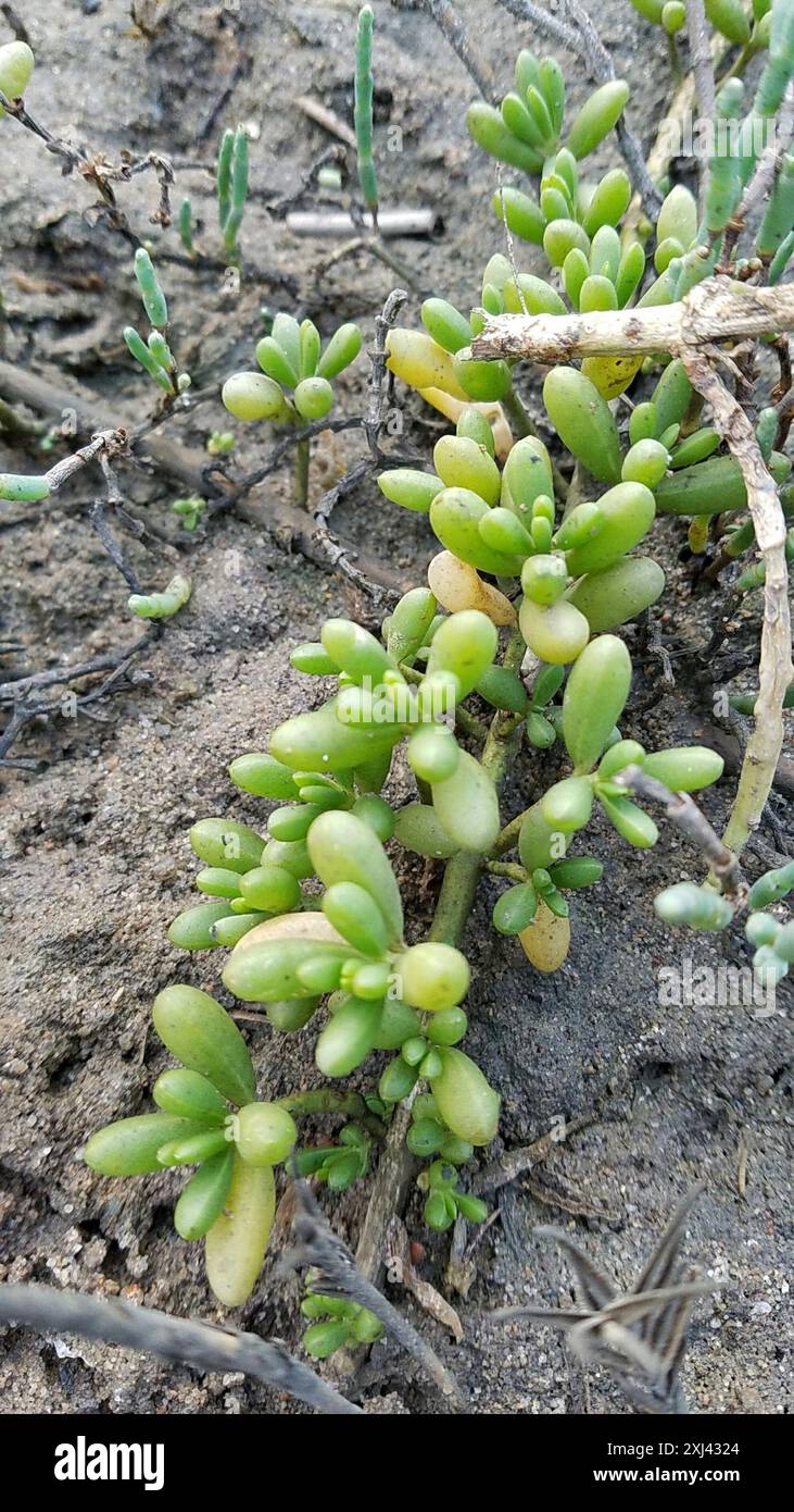 Saltwort (Batis maritima) Plantae Stock Photo - Alamy