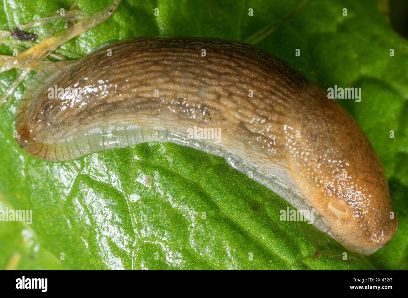Western Dusky Slug (Arion subfuscus) Mollusca Stock Photo - Alamy