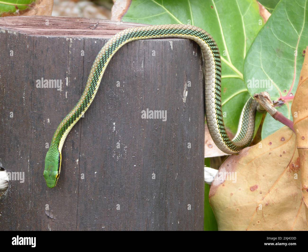 Mexican Parrot Snake (Leptophis mexicanus) Reptilia Stock Photo - Alamy
