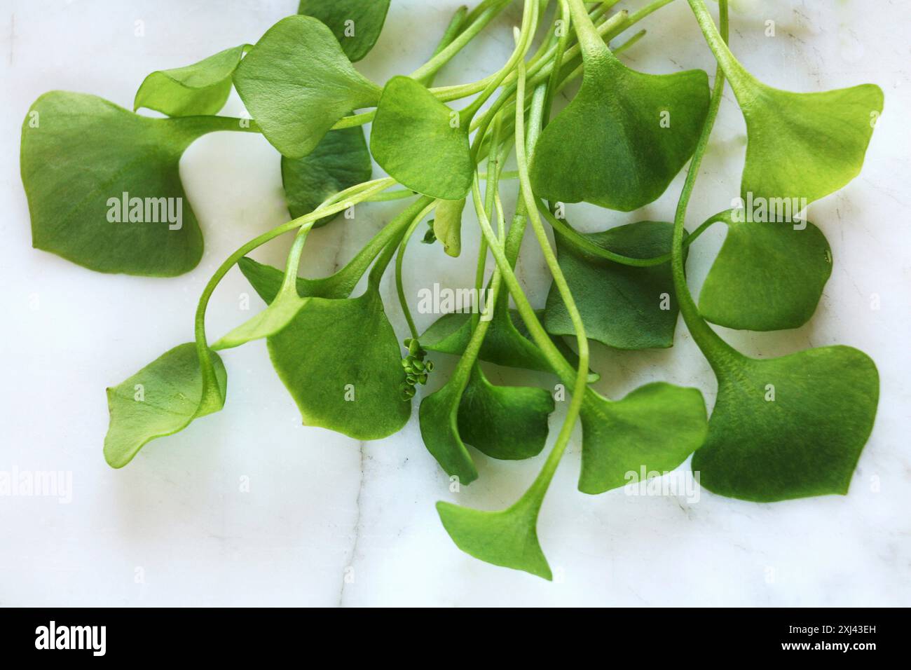 Tetragone hi-res stock photography and images - Alamy